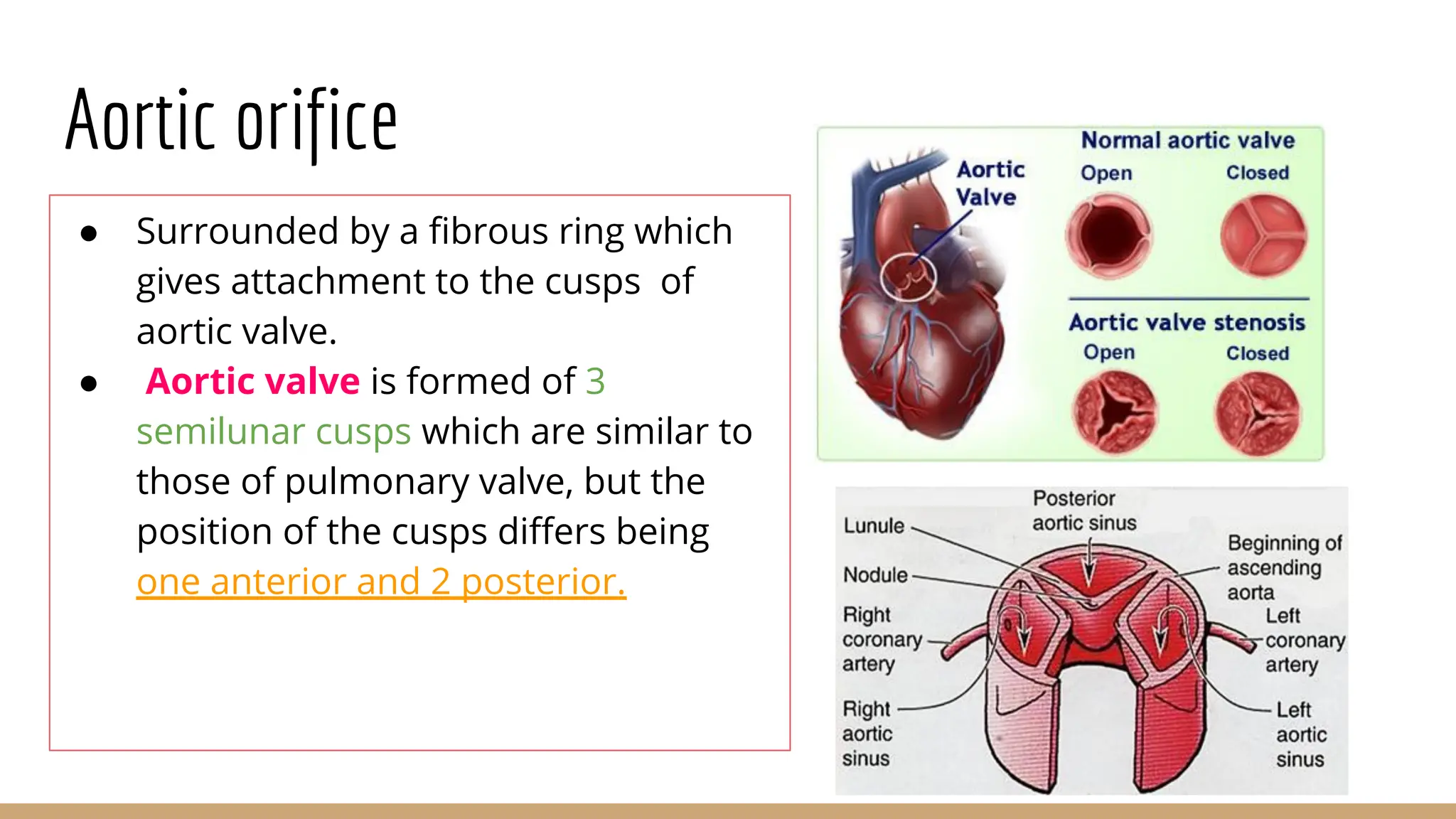 Anatomy of The Heart , valves and chambers etc.pdf
