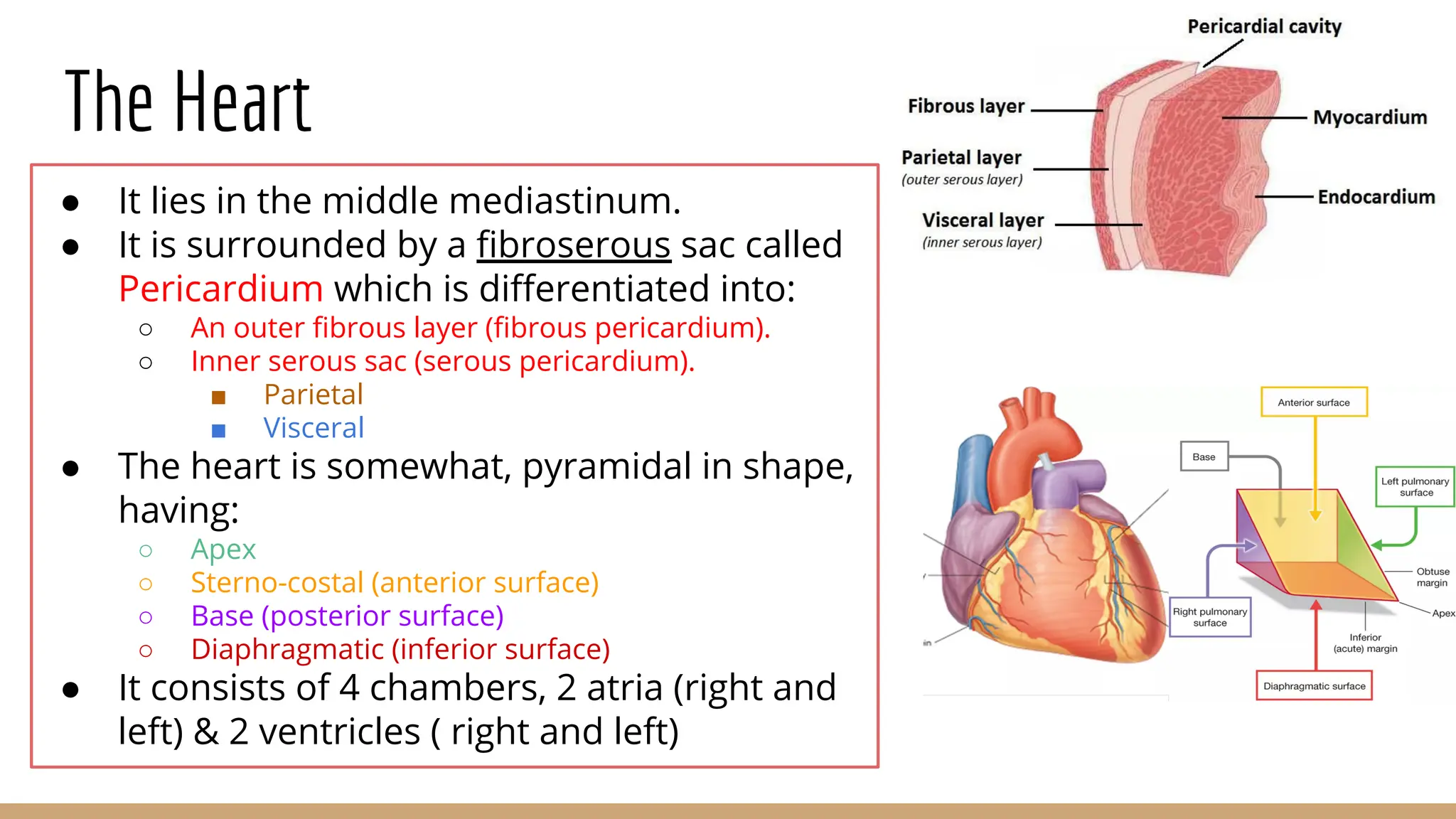 Anatomy of The Heart , valves and chambers etc.pdf