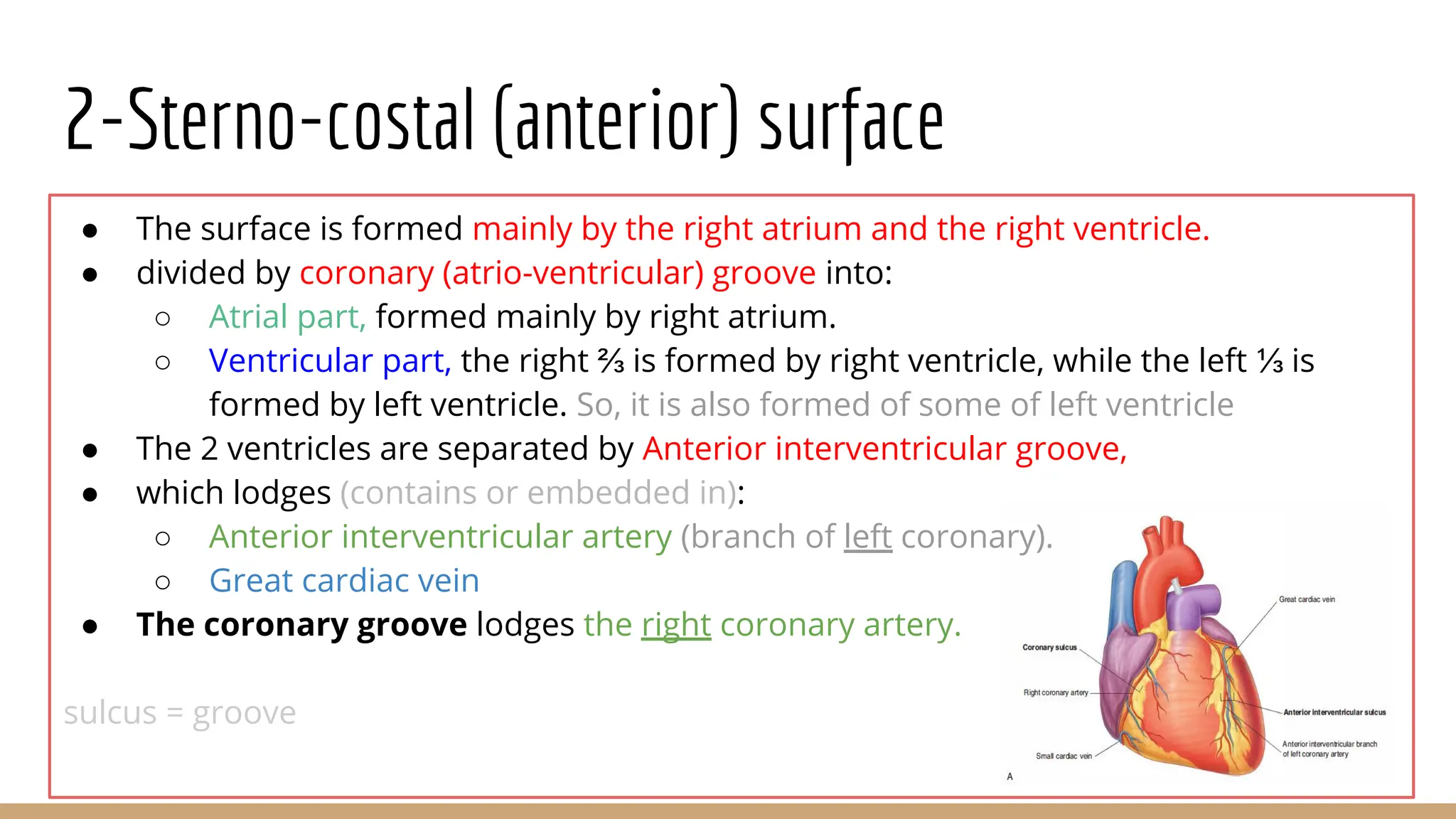Anatomy of The Heart , valves and chambers etc.pdf
