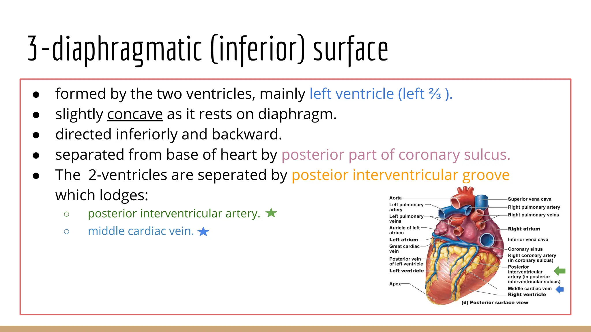 Anatomy of The Heart , valves and chambers etc.pdf