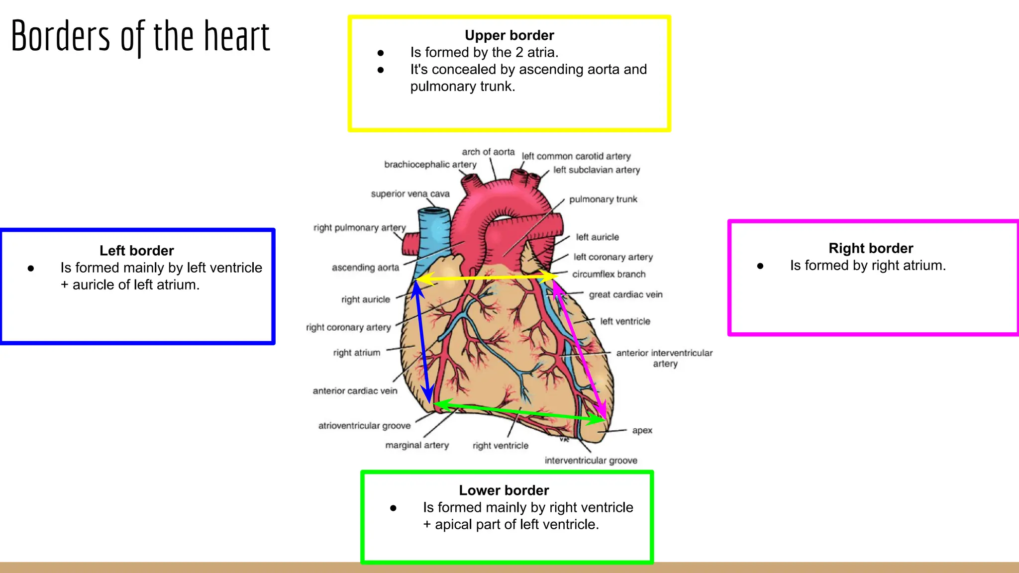 Anatomy of The Heart , valves and chambers etc.pdf