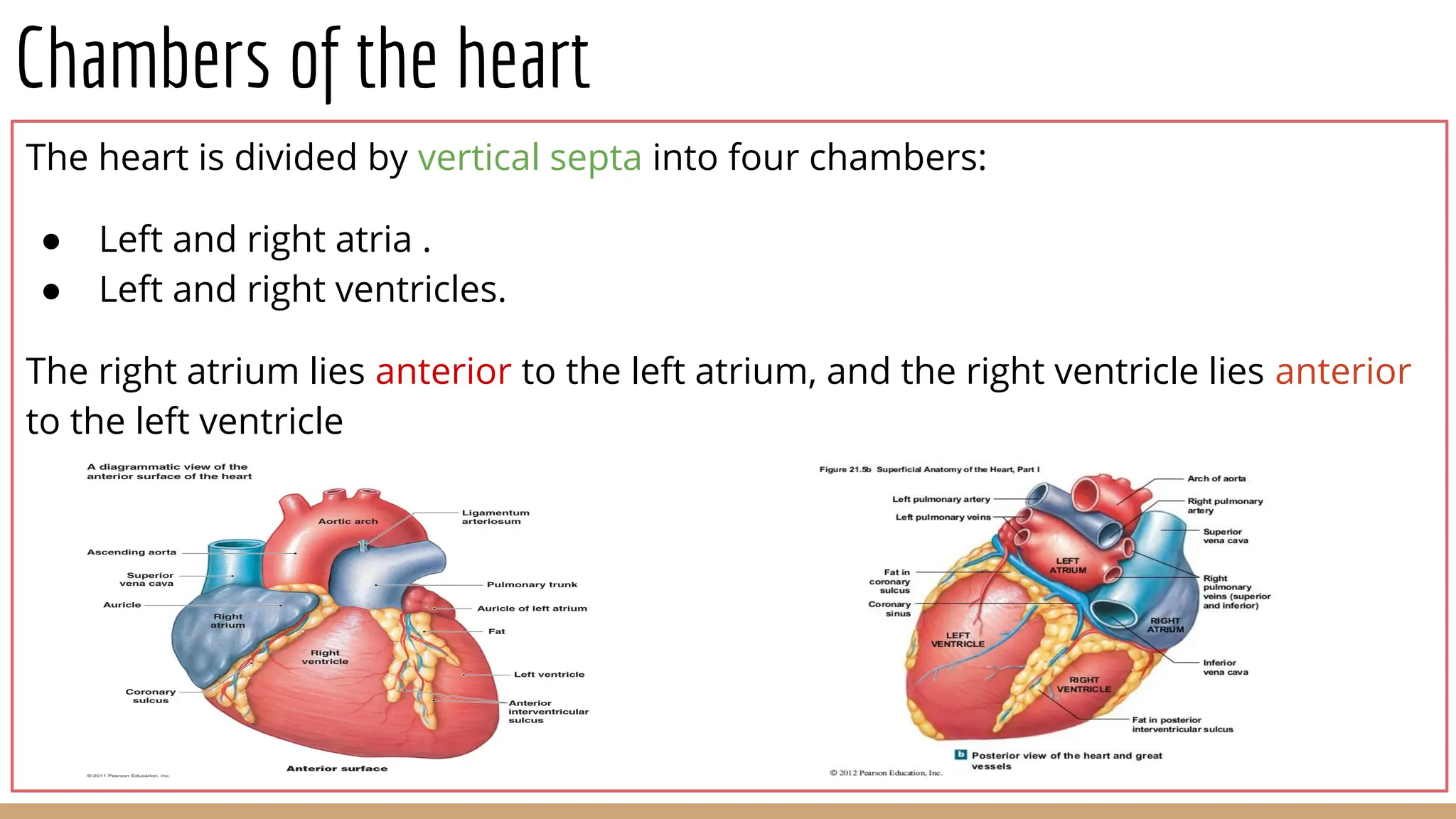 Anatomy of The Heart , valves and chambers etc.pdf