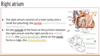 Anatomy of The Heart , valves and chambers etc.pdf | Heart and ...