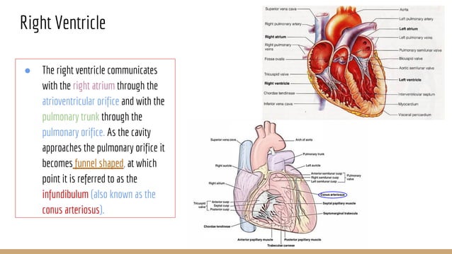 Anatomy of The Heart , valves and chambers etc.pdf | Heart and ...