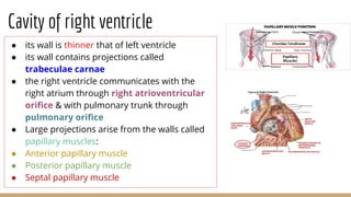 Anatomy of The Heart , valves and chambers etc.pdf | Heart and ...