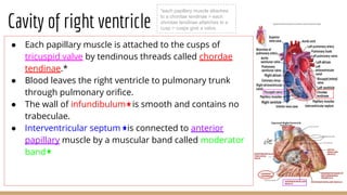 Anatomy of The Heart , valves and chambers etc.pdf | Heart and ...