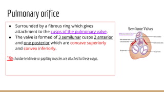 Anatomy of The Heart , valves and chambers etc.pdf | Heart and ...