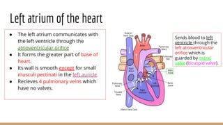 Anatomy of The Heart , valves and chambers etc.pdf | Heart and ...