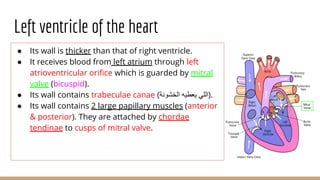 Anatomy of The Heart , valves and chambers etc.pdf | Heart and ...