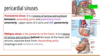Anatomy of The Heart , valves and chambers etc.pdf | Heart and ...