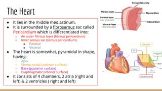 Anatomy of The Heart , valves and chambers etc.pdf | Heart and ...