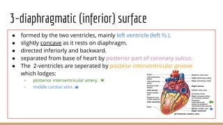 Anatomy of The Heart , valves and chambers etc.pdf | Heart and ...