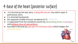 Anatomy of The Heart , valves and chambers etc.pdf | Heart and ...