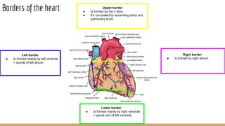 Anatomy of The Heart , valves and chambers etc.pdf | Heart and ...