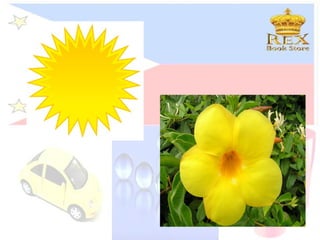 L1 colors! colors! | PPT