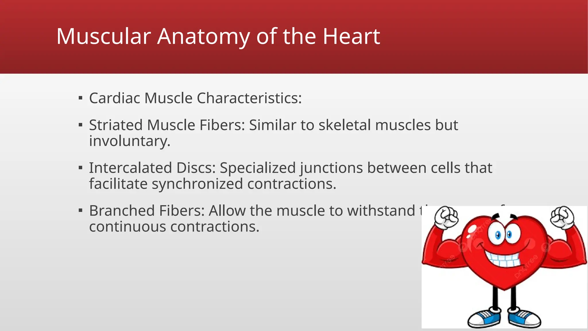 L1 HEART ANATOMY.pptx lecture on complete anatomy of heart | PPTX
