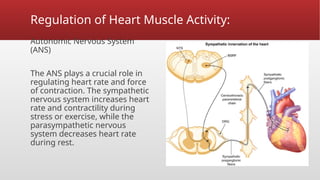 L1 HEART ANATOMY.pptx lecture on complete anatomy of heart | PPT