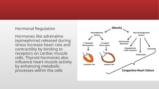 L1 HEART ANATOMY.pptx lecture on complete anatomy of heart | PPT