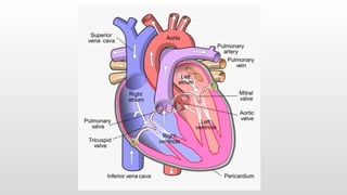 L1 HEART ANATOMY.pptx lecture on complete anatomy of heart | PPTX
