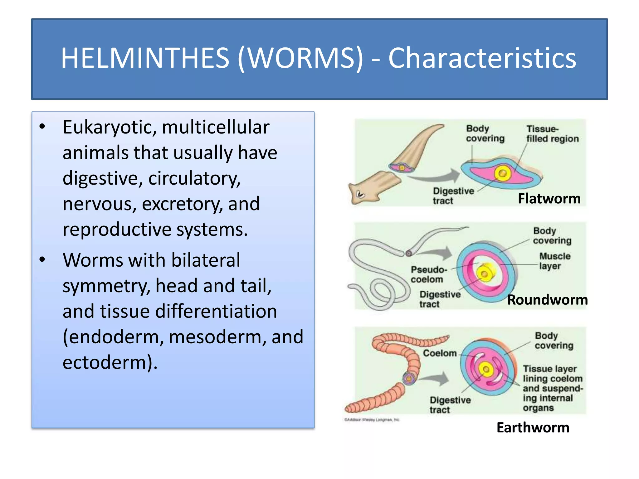 L1 intoduction to helminth.pptx