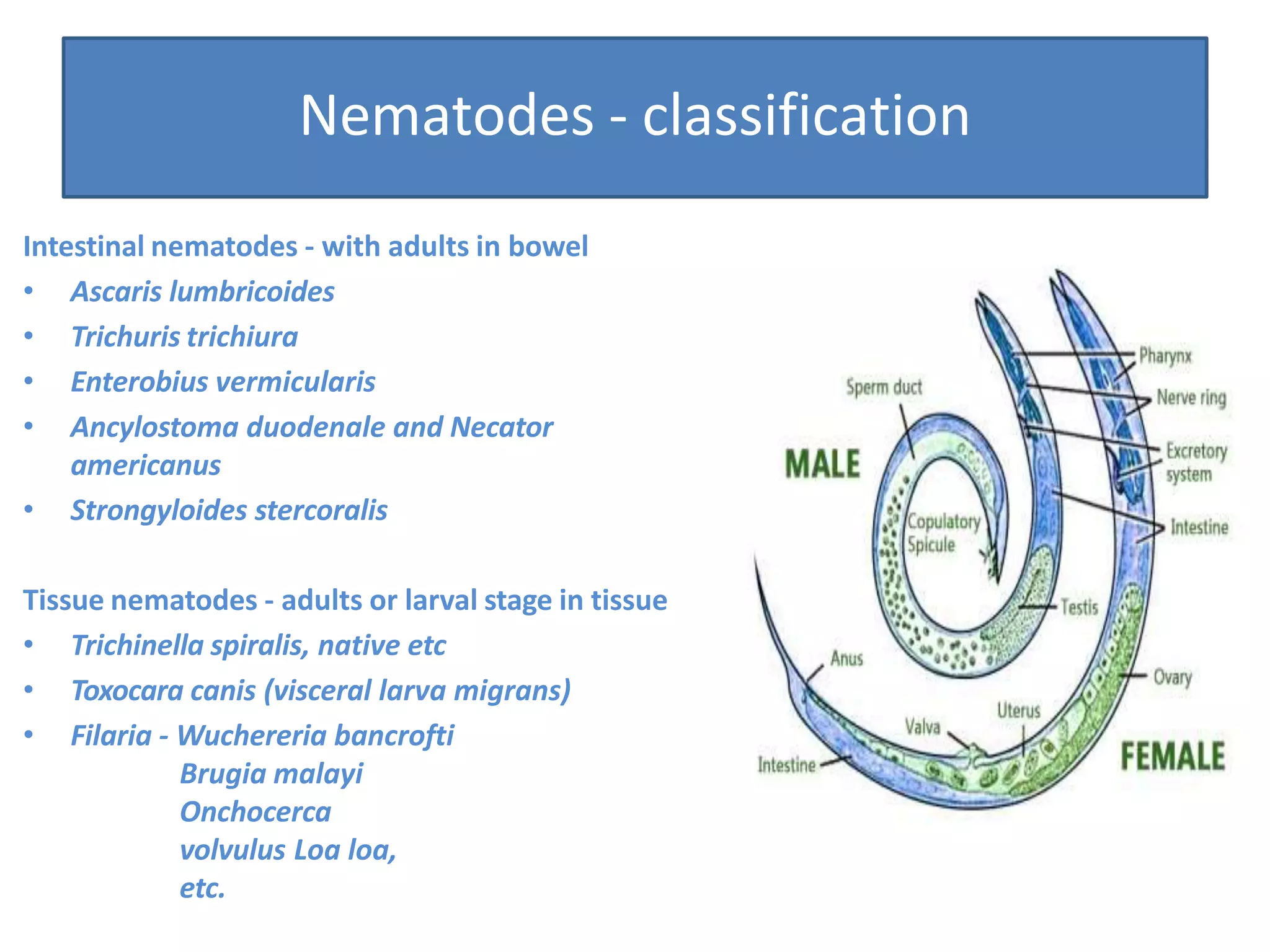 L1 intoduction to helminth.pptx