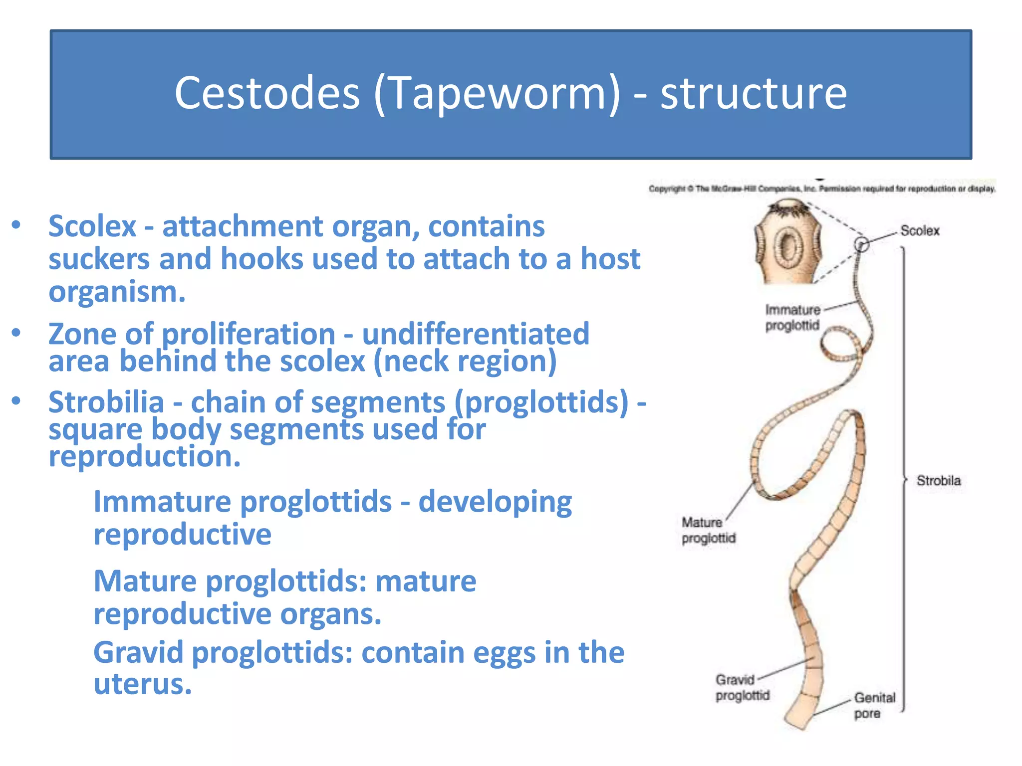 L1 intoduction to helminth.pptx