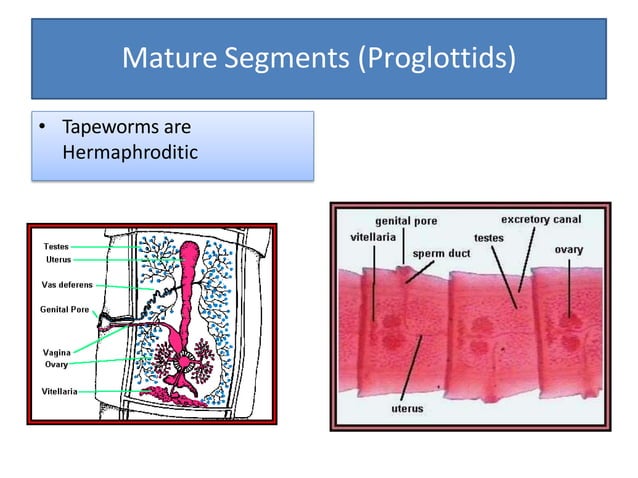 L1 intoduction to helminth.pptx