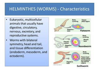 L1 intoduction to helminth.pptx