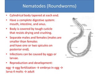 L1 intoduction to helminth.pptx