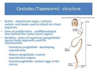L1 intoduction to helminth.pptx