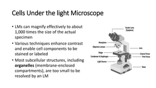 L1 Introduction to cells.pptx