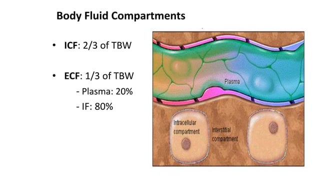 L1 INTRODUCTION TO PHYSIOLOGY & BODY FLUIDS COMPARTMENTS.pptx ...