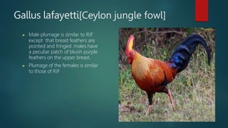 L1 origin and classification of poultry-1.pptx