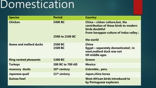 L1 origin and classification of poultry-1.pptx