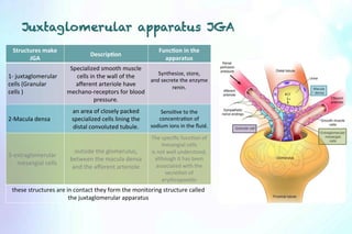 L1_Renal_functions &_GFR.pdf