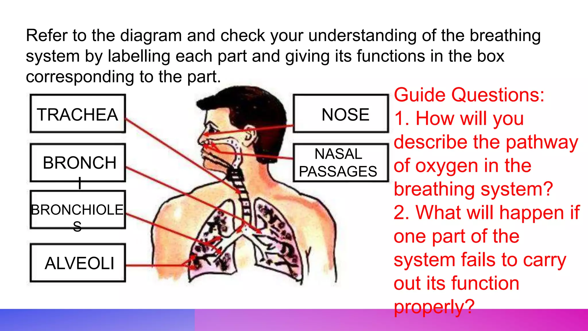 L1 Respiratory System.pptx