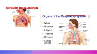 L1 Respiratory System.pptx