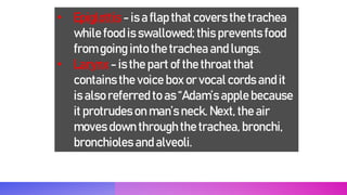 L1 Respiratory System.pptx