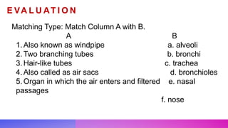 L1 Respiratory System.pptx