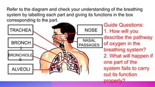 L1 Respiratory System.pptx