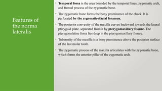 Anatomy of the head and neck, skull osteology | PPTX