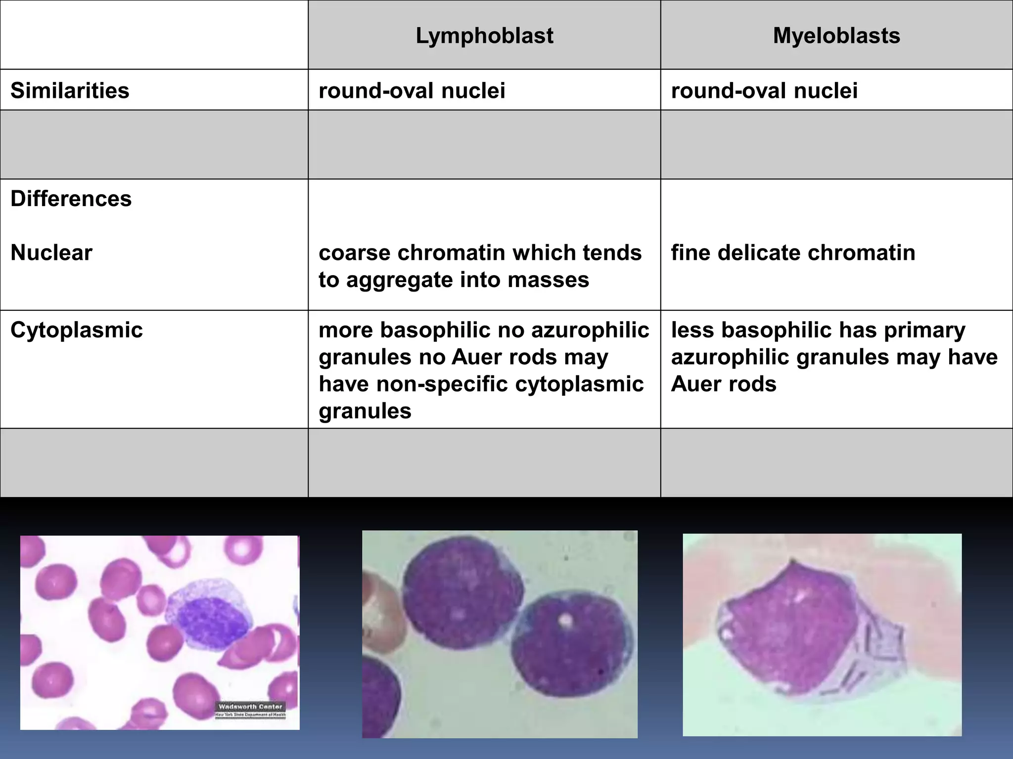 Introduction to WBCs Disorders | PPTX