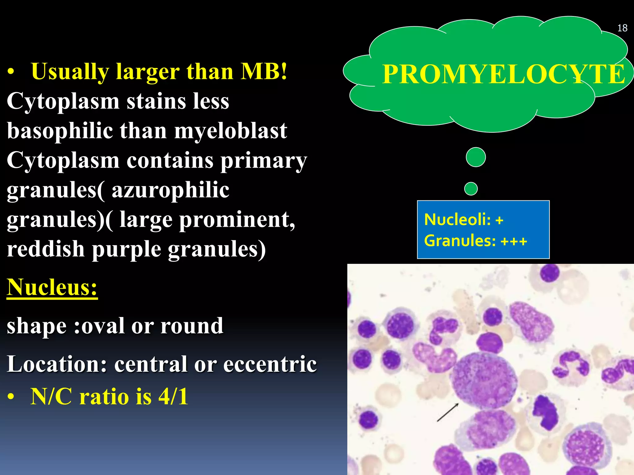 Introduction to WBCs Disorders | PPTX