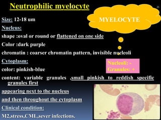 Introduction to WBCs Disorders | PPTX