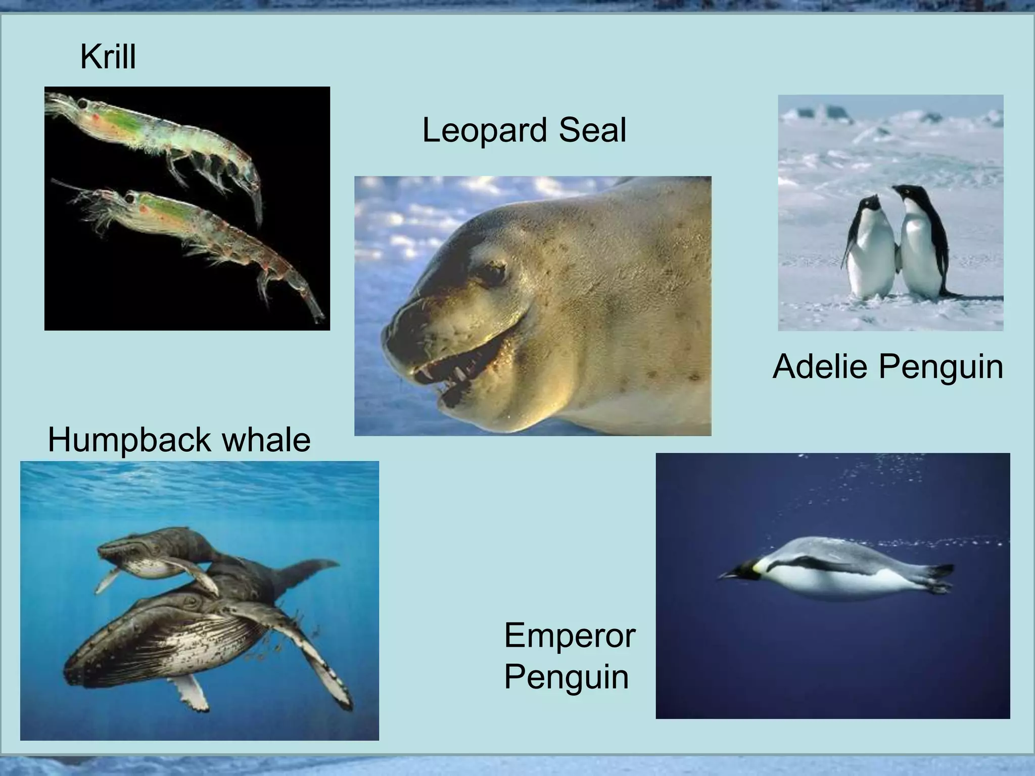 L2. antarctica food chain and wildlife ap | PPTX