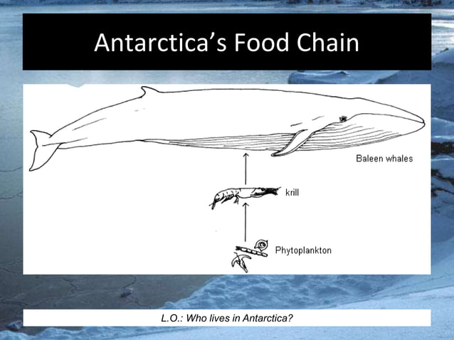 L2. antarctica food chain and wildlife ap | PPTX | Geography | Science