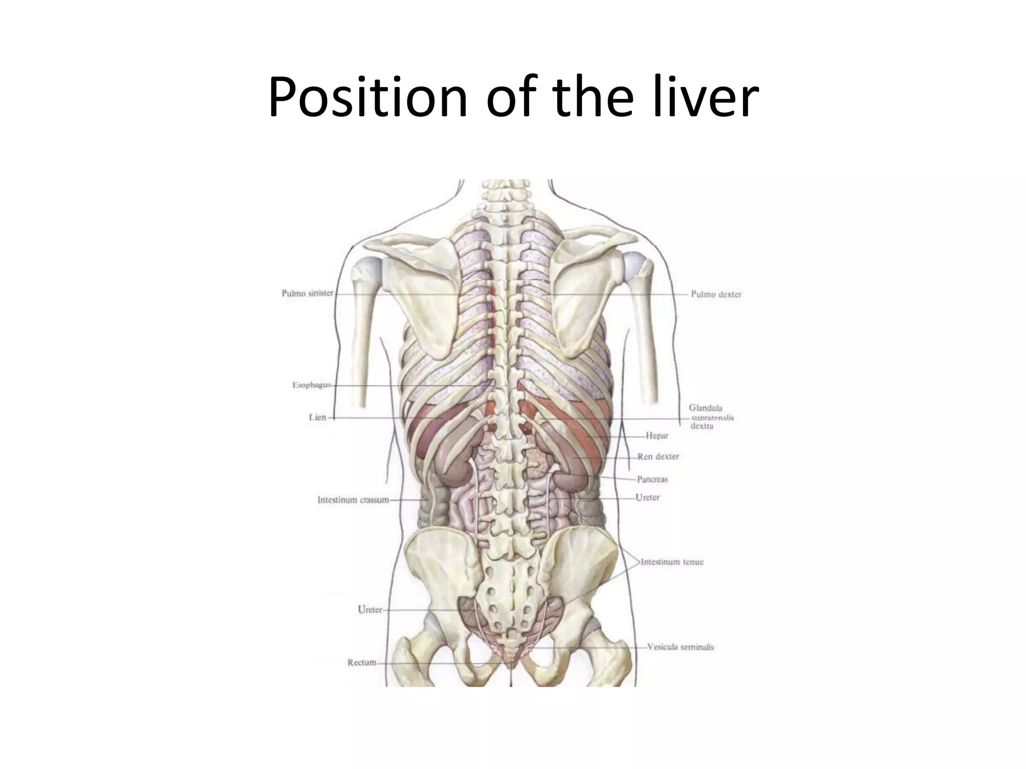 L2.11 liver pancreas peritoneum pdf | PDF