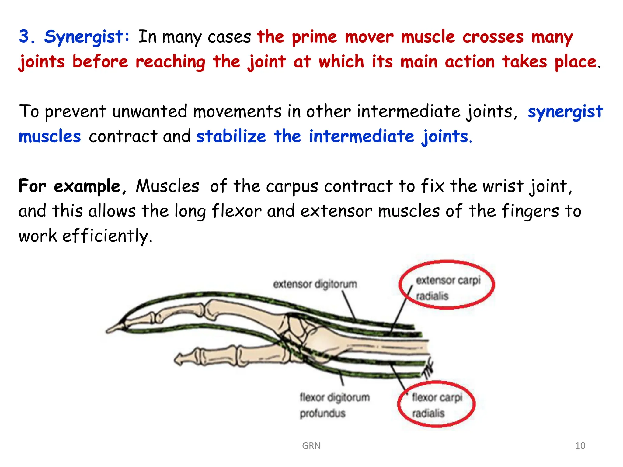 L2.The Muscular System-R.pdfClassify the muscles with examples ...
