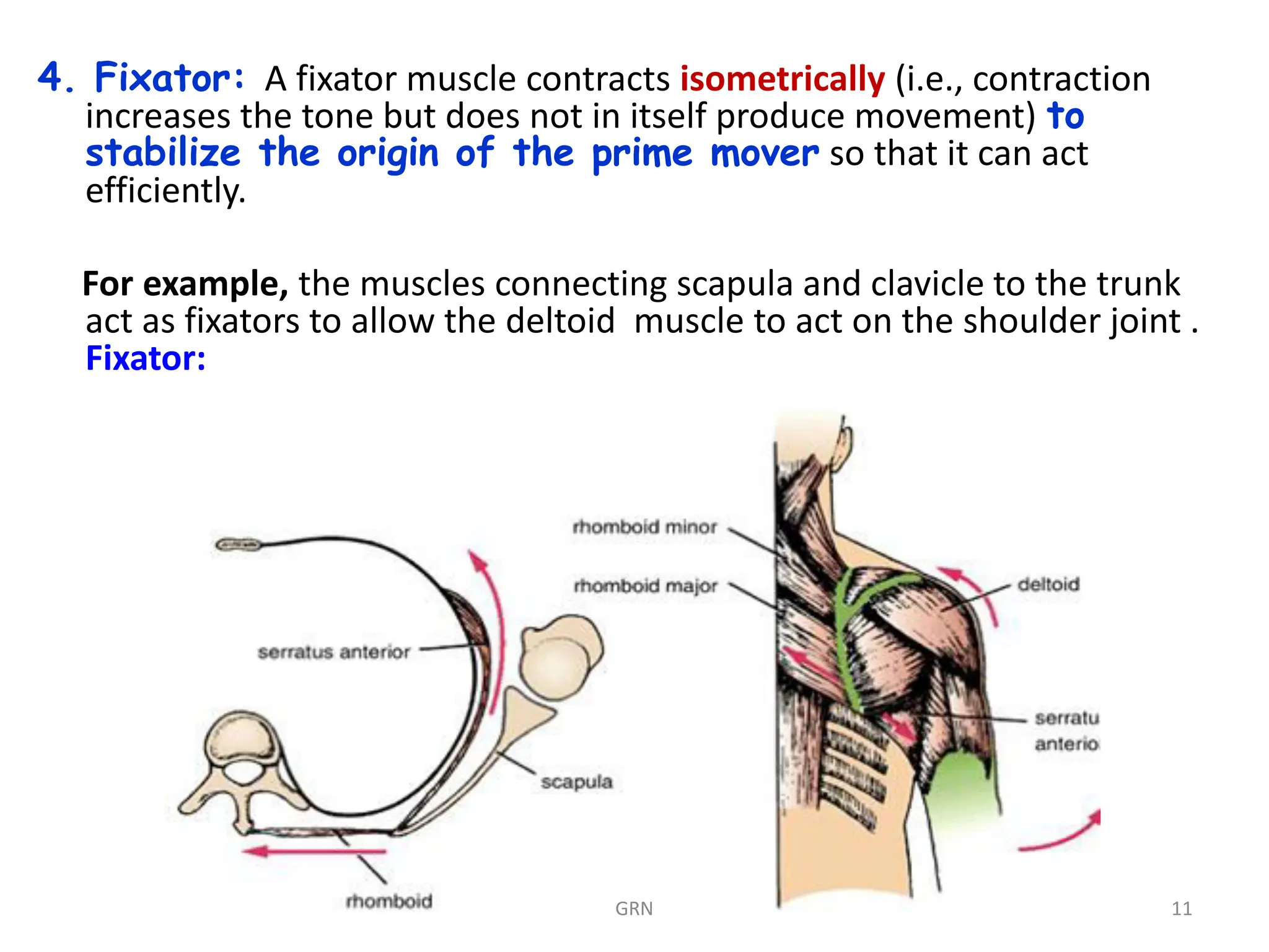 L2.The Muscular System-R.pdfClassify the muscles with examples ...