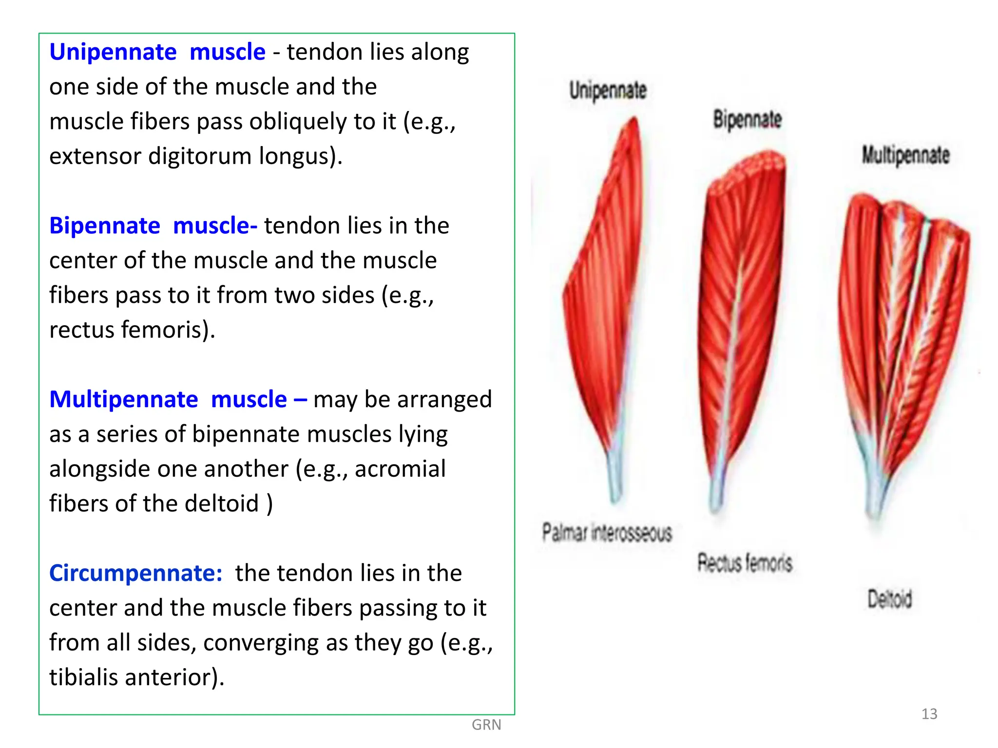 L2.The Muscular System-R.pdfClassify the muscles with examples ...